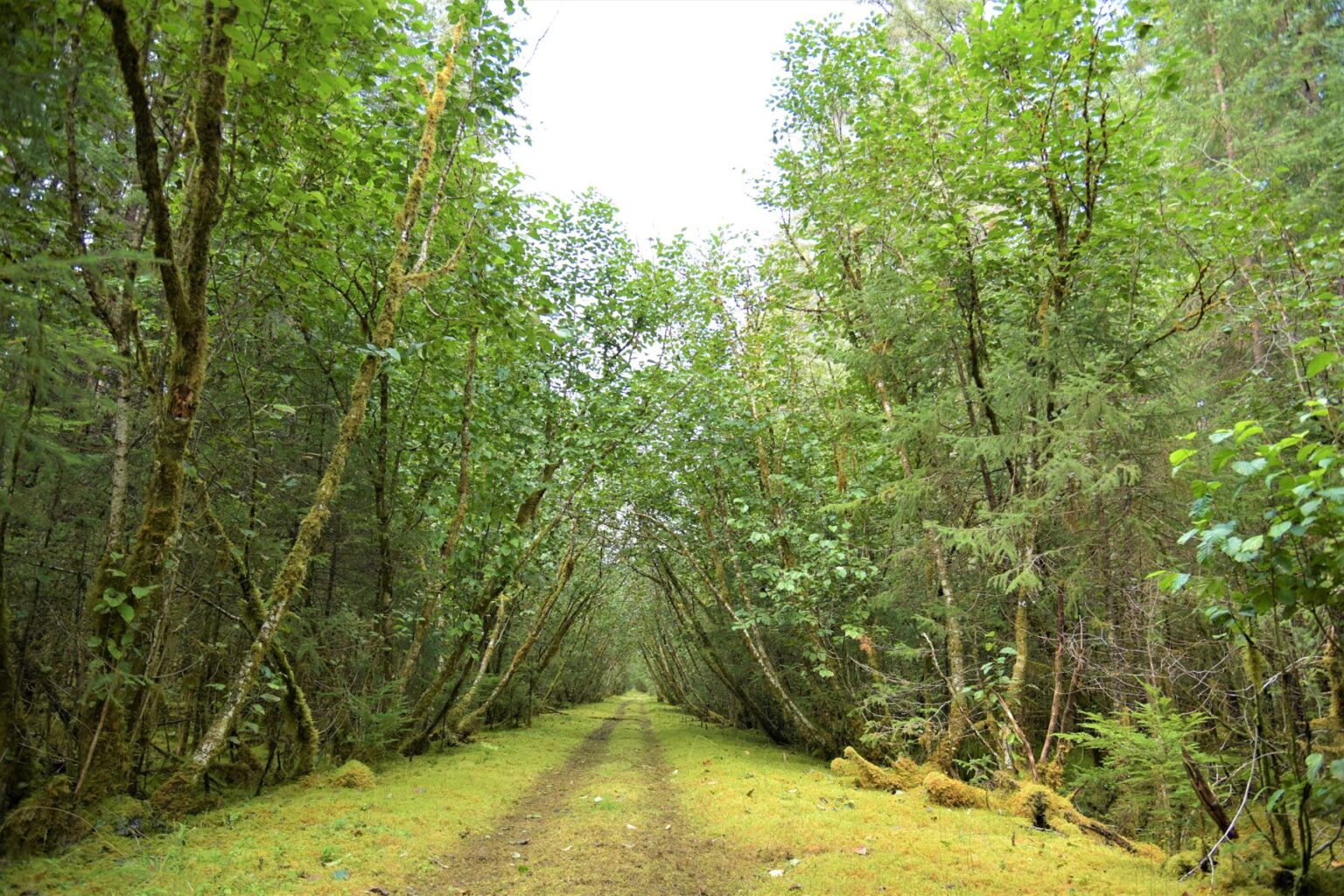 Activity Packages - BEAR TRACK INN