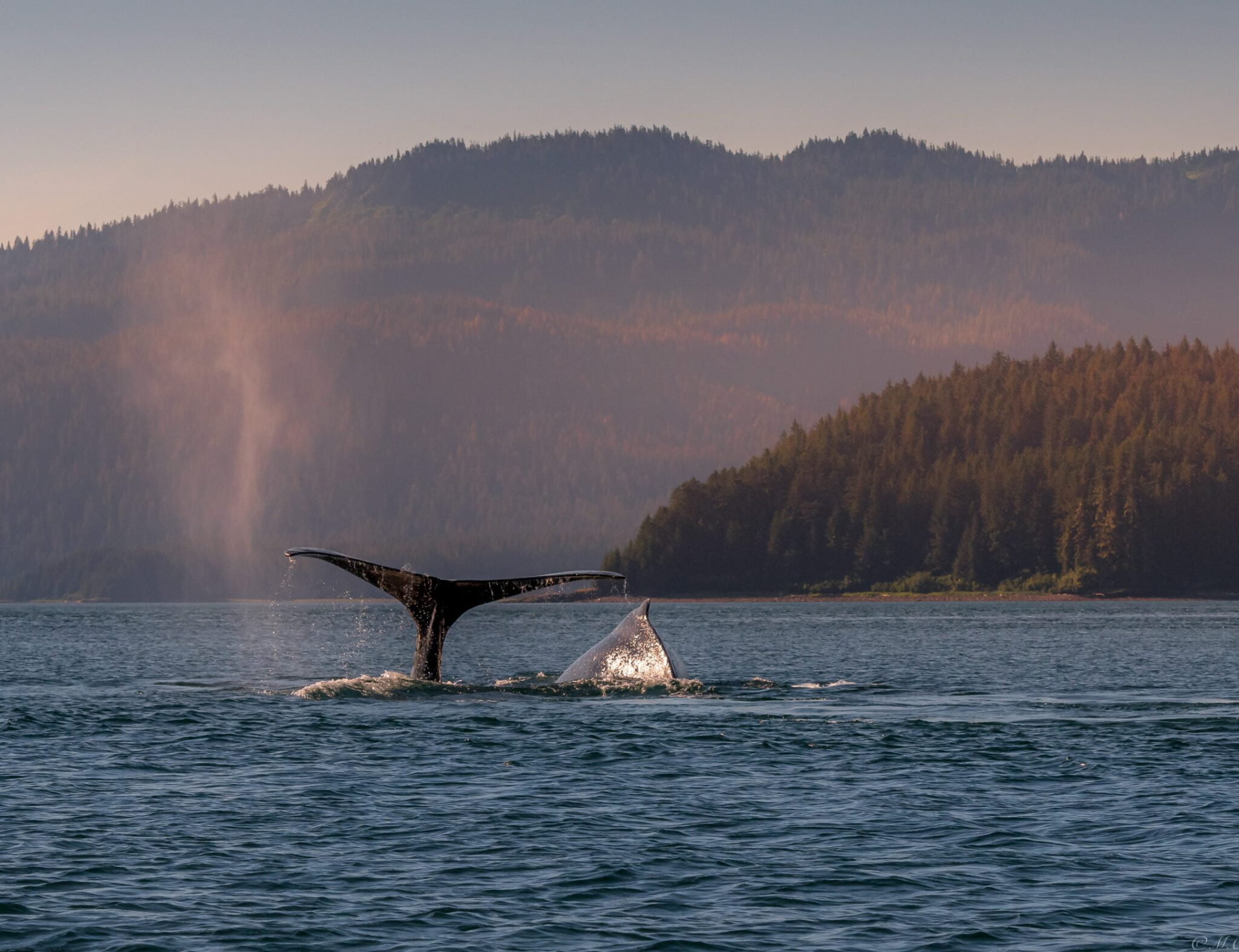 Home - BEAR TRACK INN