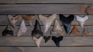 Shark Tooth Hunting Amelia Island: Everything You Need to Know - The ...