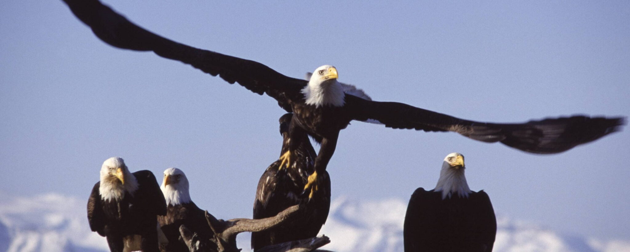 Five Day Homer Itinerary - The Driftwood Inn