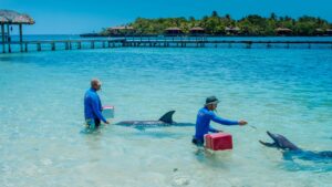 Learn About Our Roatan Dolphin Programs | Anthony's Key Resort