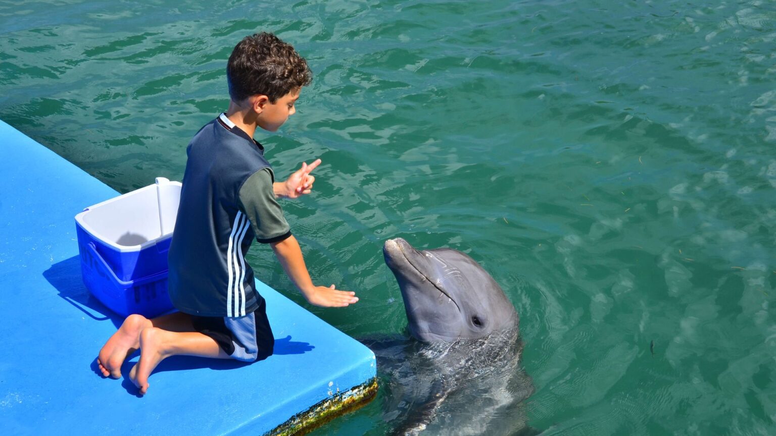 Learn About Our Roatan Dolphin Programs | Anthony's Key Resort
