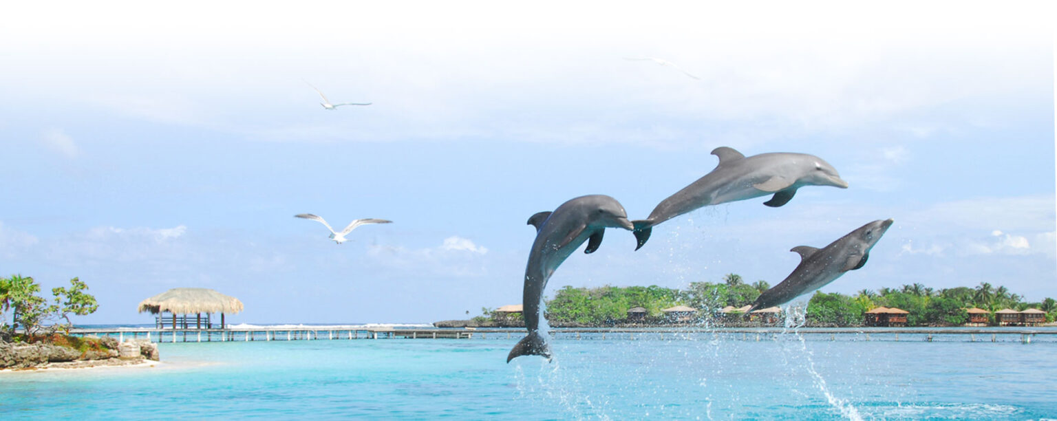 Dolphin Activities | Anthony's Key Resort