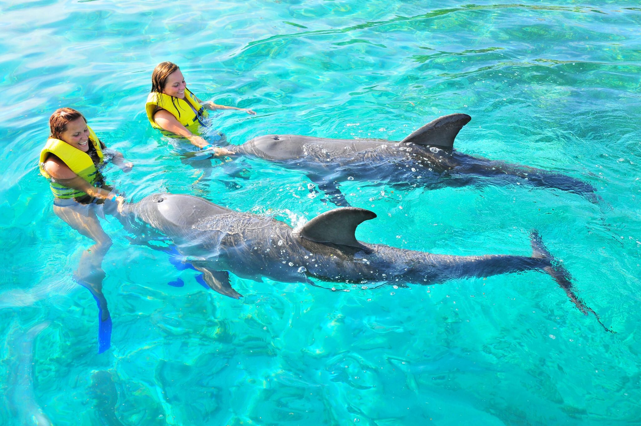 Learn About Our Roatan Dolphin Programs | Anthony's Key Resort