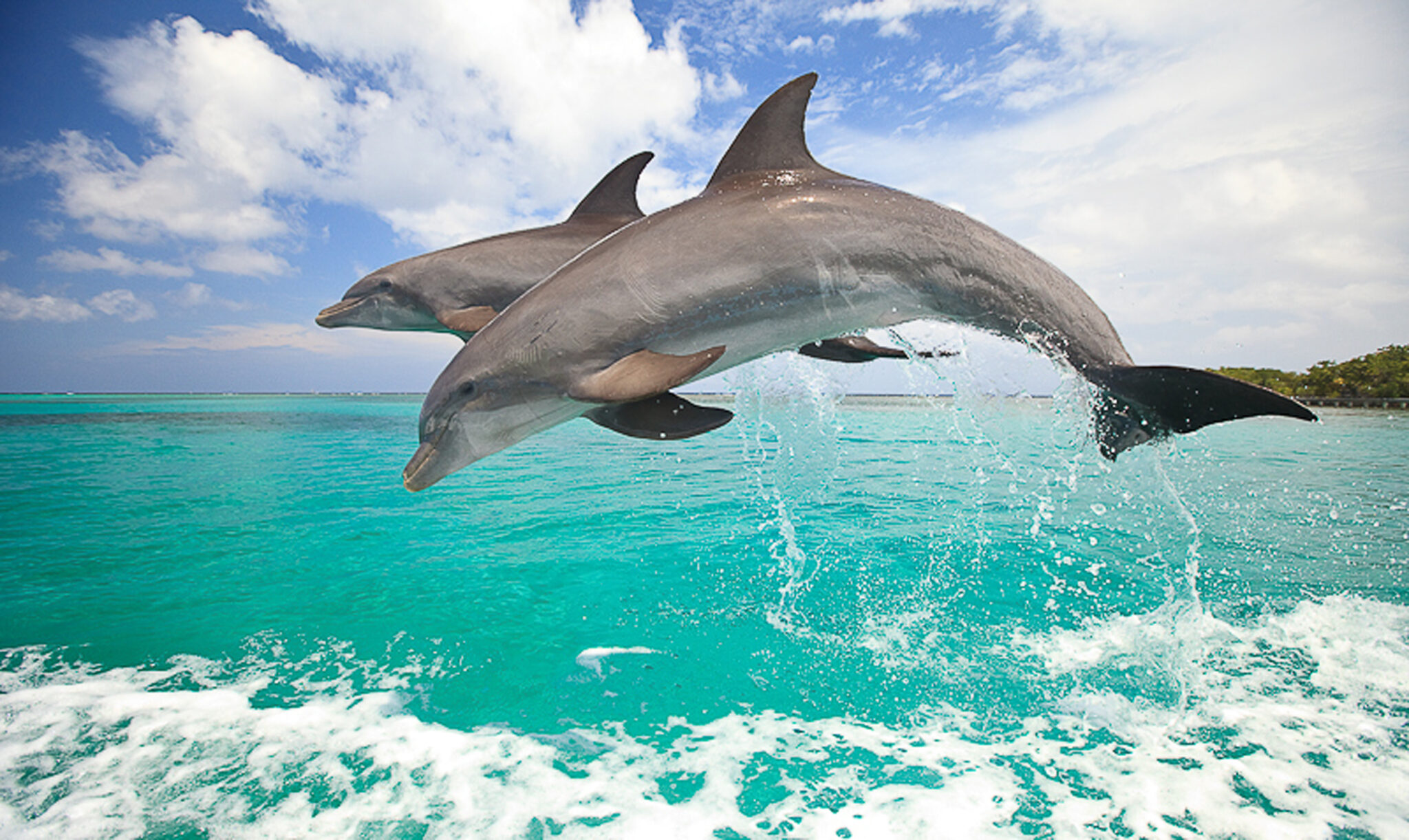 Roatan Dolphin Encounter | Anthony's Key Resort